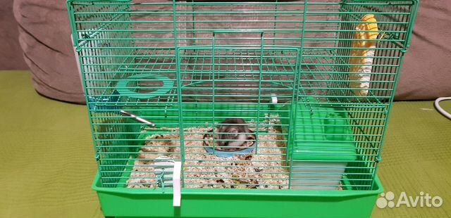 Джунгарики