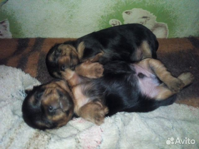 Йорики триколорики