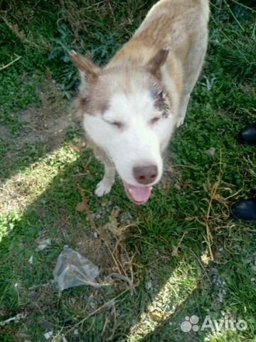 Хась ищем дом