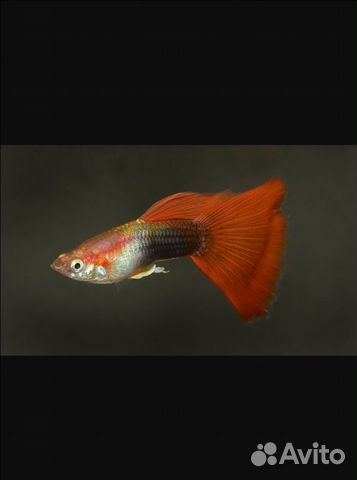 Мальки гуппи и анциструса