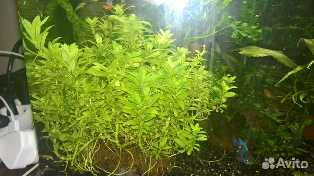 Стаурогин репенс вабикуса(большой куст)