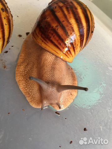 Улитка Архахатина маргината овум