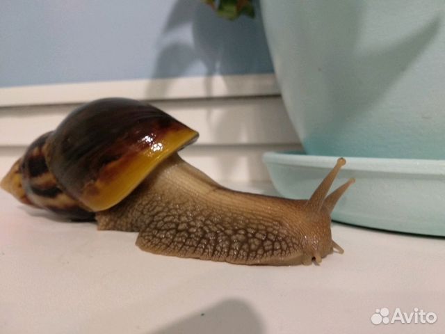 Улитка Ахатина