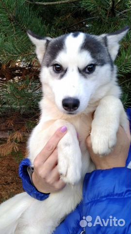 Щенок хаски, девочка 5мес, питомник