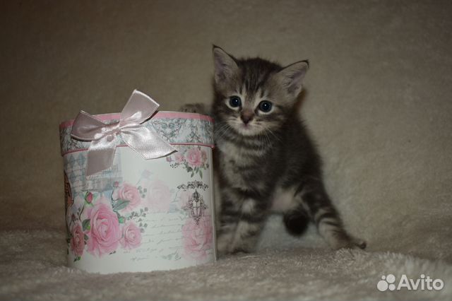 Продажа шотландских котят