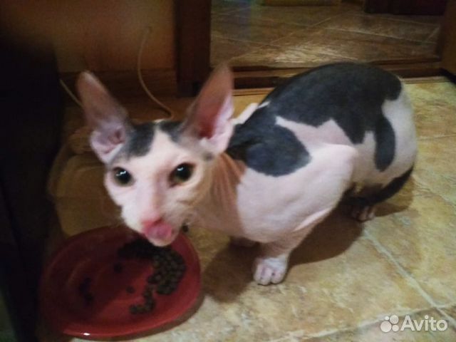 Продам кота сфинкса