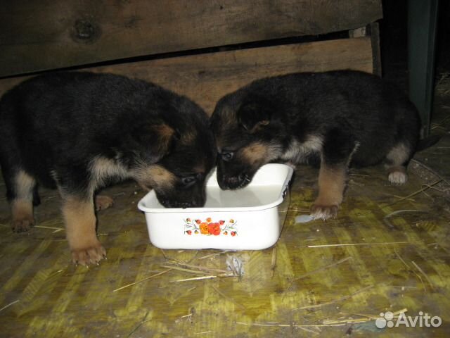 Щенки немецкой очарки