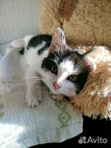 Ищу доброго и ответственного хозяина для очаровате