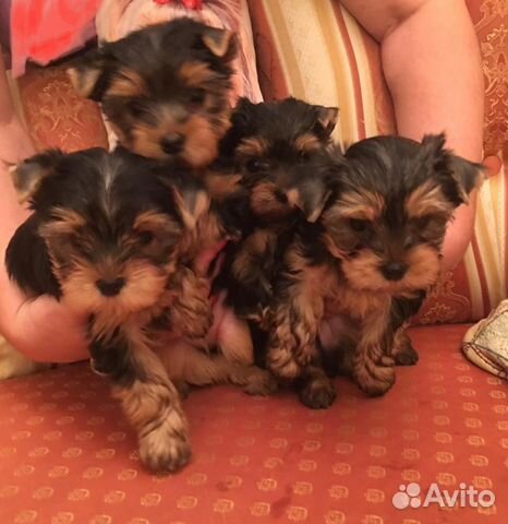 Продам щенков