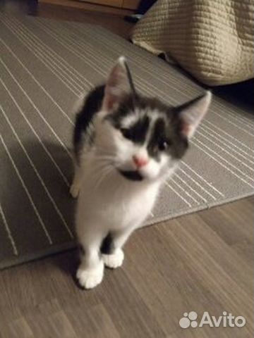 Котенок Швейк - черно-белый, плюшевый комочек