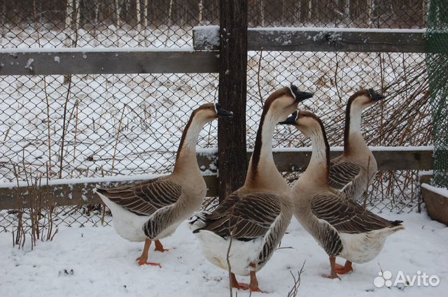 Гуси кубанские