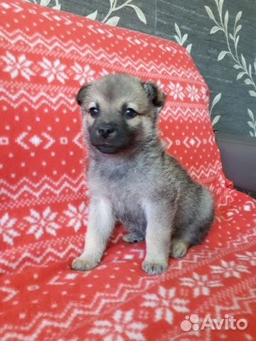 Будущие охранники ищут дома