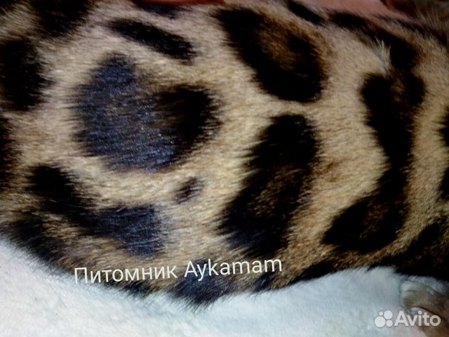 Бенгальская кошечка 5 мес Ferary для разведения
