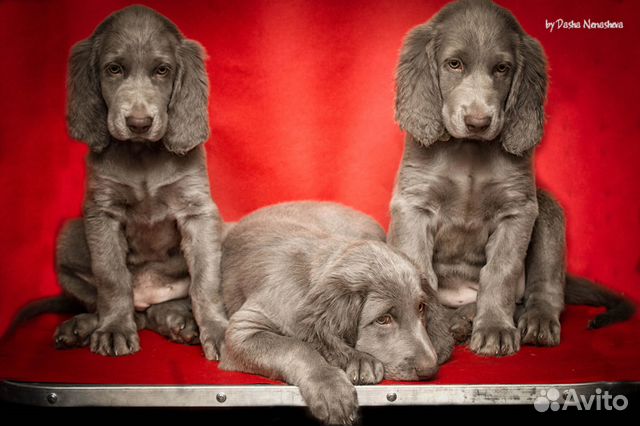 Длинношёрстный веймаранер