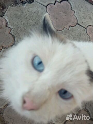 Отдам Балинеза мальчика 2 года