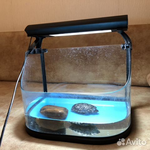 Черепаха красноухая