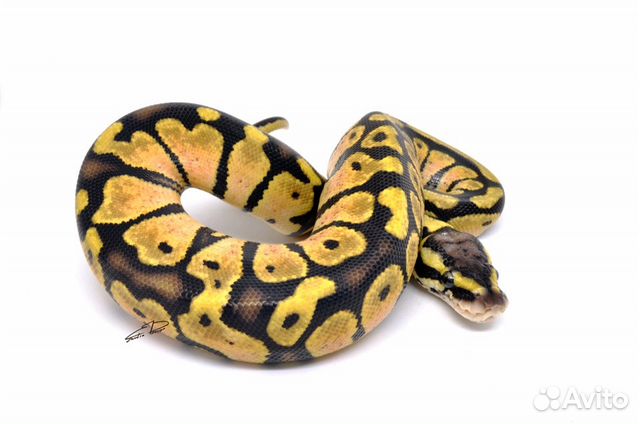 Королевские питоны (Python regius) Mojave и Pastel