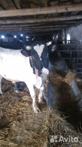 Свиньи и Быки на мясо