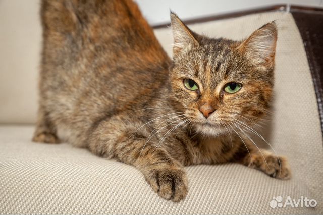 Кошка Василиса в добрые руки