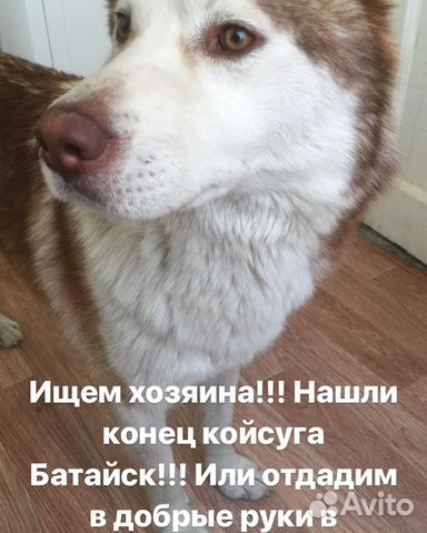 Лайка кобель