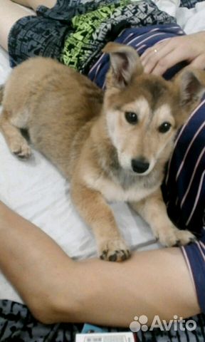 Отдадим щенка