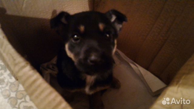 Отдам в хорошие руки