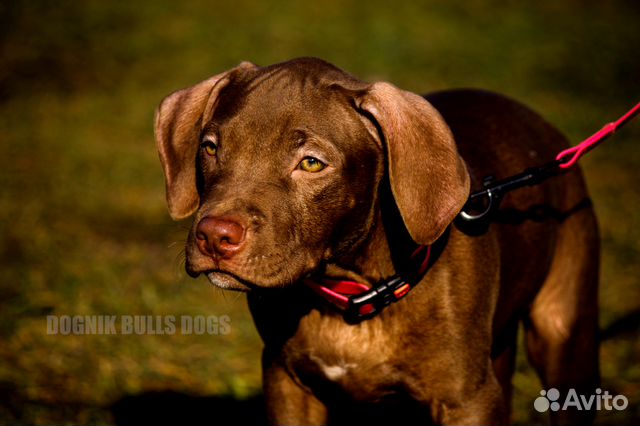 Перспективная сука питбуля, щенок из питомника