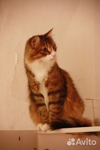 Красивый высокий котик в дар