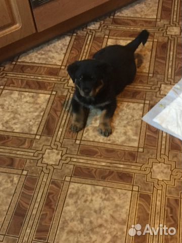 Ротвейлер Щенка