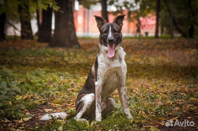 Интеллигентный пес Веня Мистер Рыжая веснушка