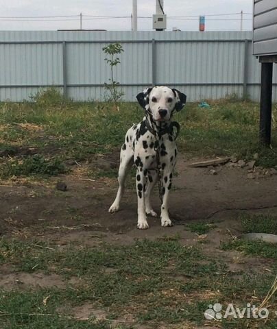 Долматинец