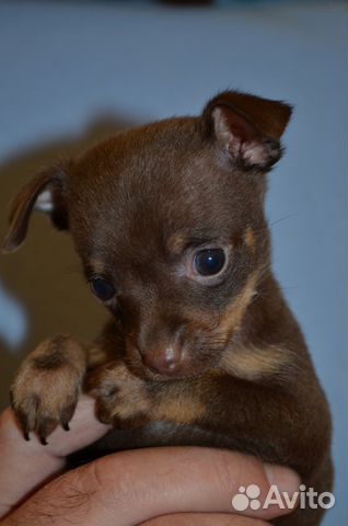 Эрмитаж отдыхает