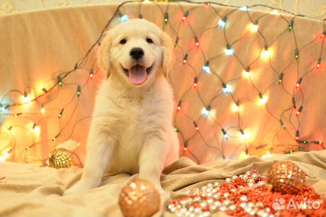 Шикарные щенки золотистого ретривера