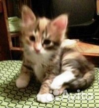 Котенок девочка четырехцветная