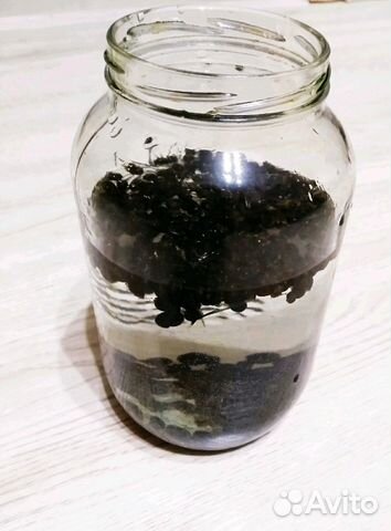 Аквариумные улитки в добрые руки