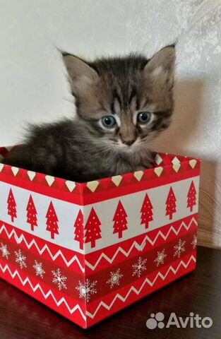 Лучший друг для вашего ребенка это наш котенок