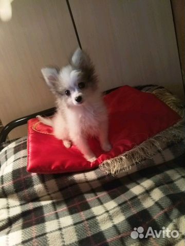 Мальчик папийона