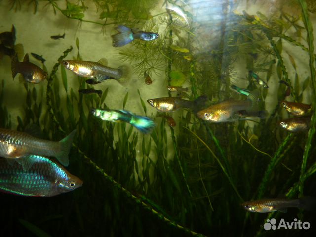 Гуппи малахитовые