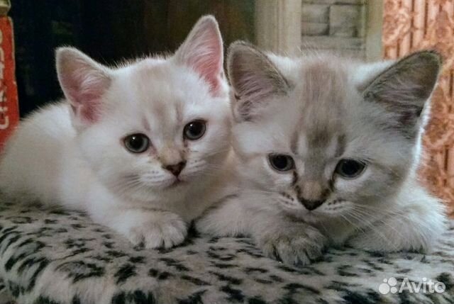 Шотландские котята