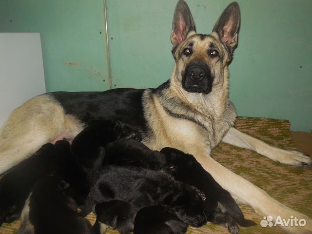 Щенки восточноевропейской овчарки