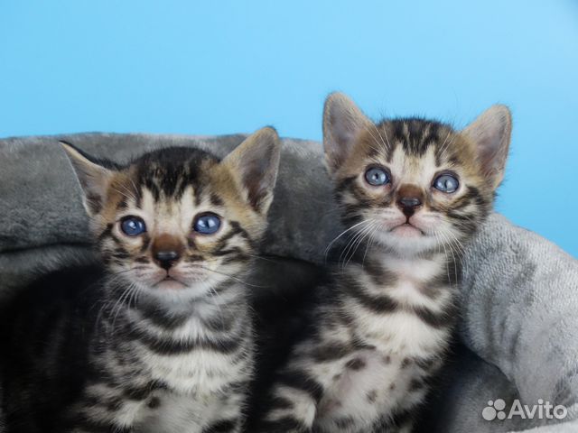 Бенгальские котятки