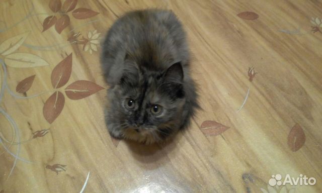 Отдам кошку в хорошие руки