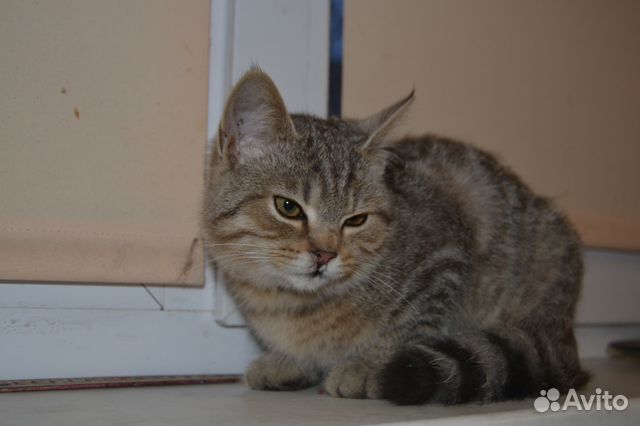 Котенок девочка