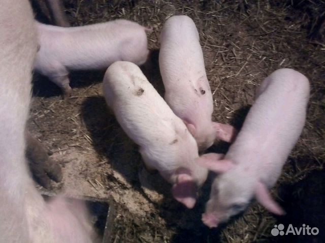 Продам порасят