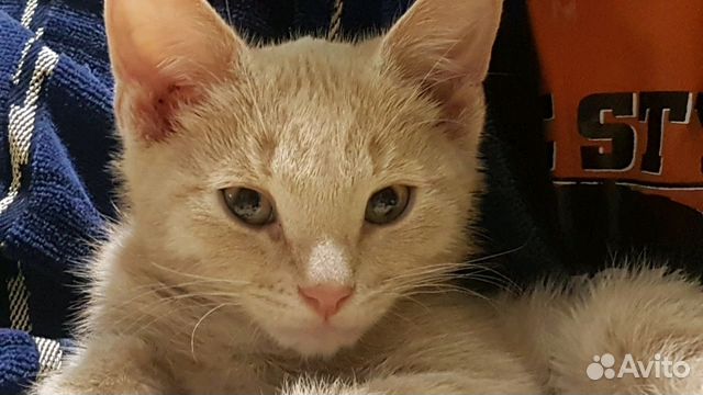 Нежный рыжик