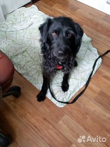 Ризеншнауцер "помесь"