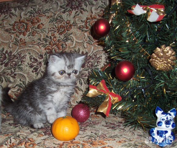 Котята серебристые экзотики