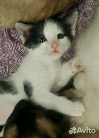 Котенок двухцвет ждет своего любящего хозяина)