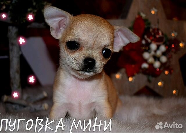 Чихуахуа мальчики и девочки