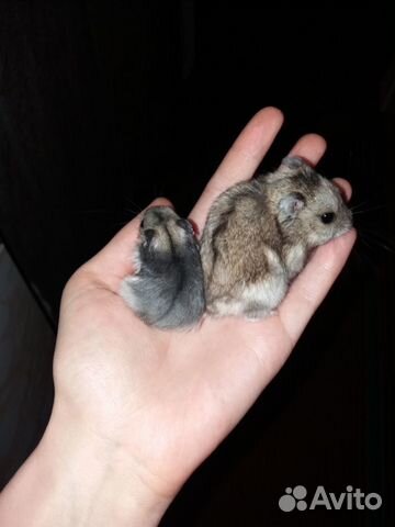 Отдам мальчика-джунгарика или 2х девочек